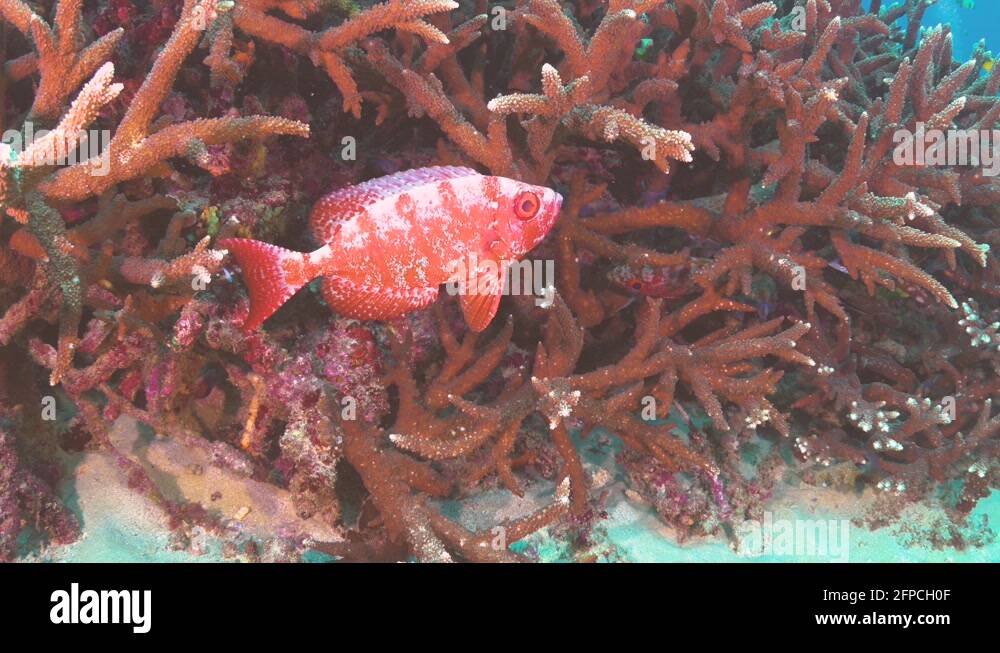 Underwater red sea coral reefs fish color Stock Videos & Footage - HD ...