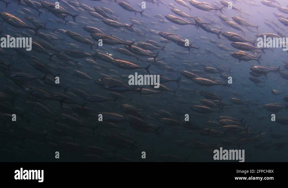 Mackerel fish swimming in sea Stock Videos & Footage - HD and 4K Video ...