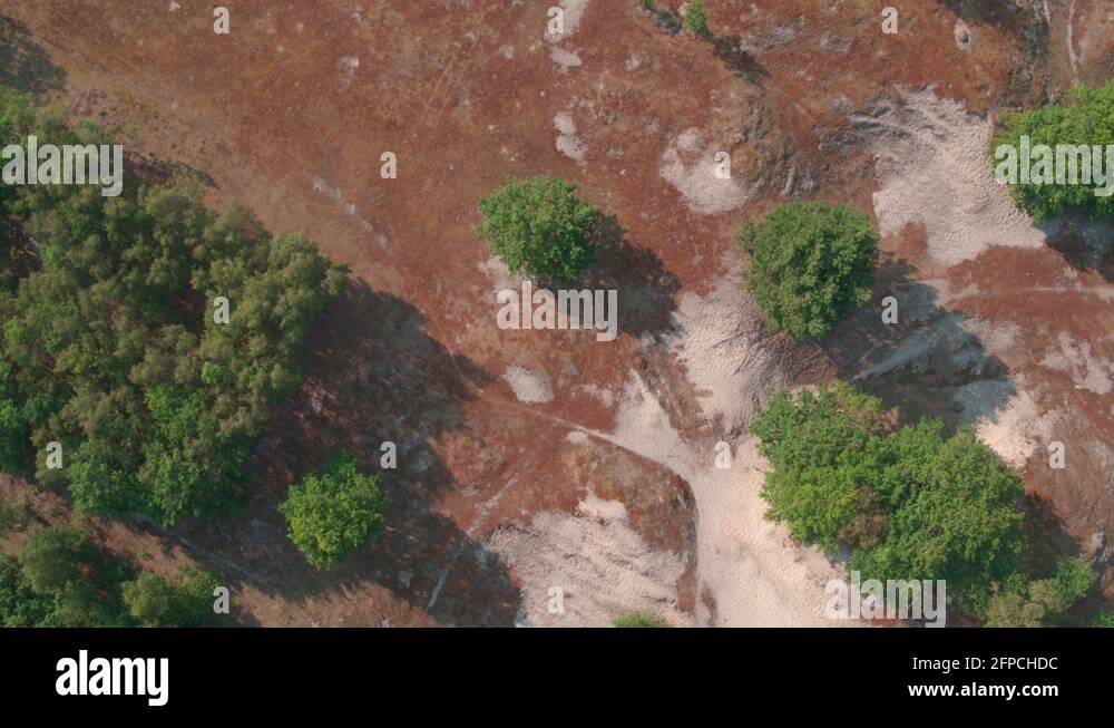 Beautiful top down scene from Dutch Nature Reserve. Aerial, dolly right ...