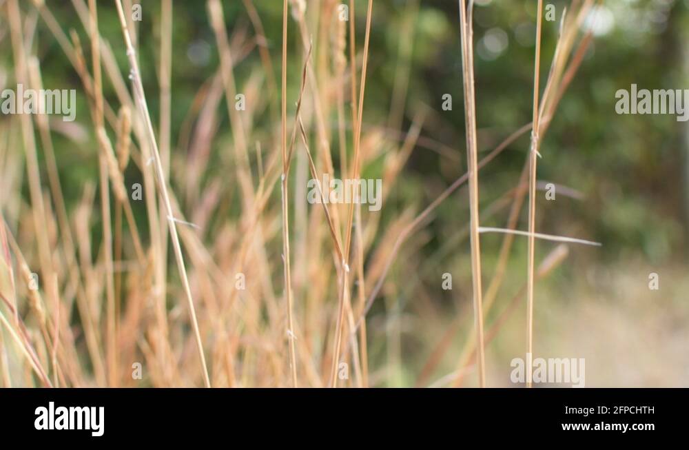Vertical shot field grass Stock Videos & Footage - HD and 4K Video ...