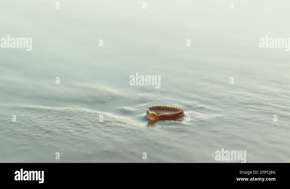 Seashell exoskeleton Stock Videos & Footage - HD and 4K Video Clips - Alamy