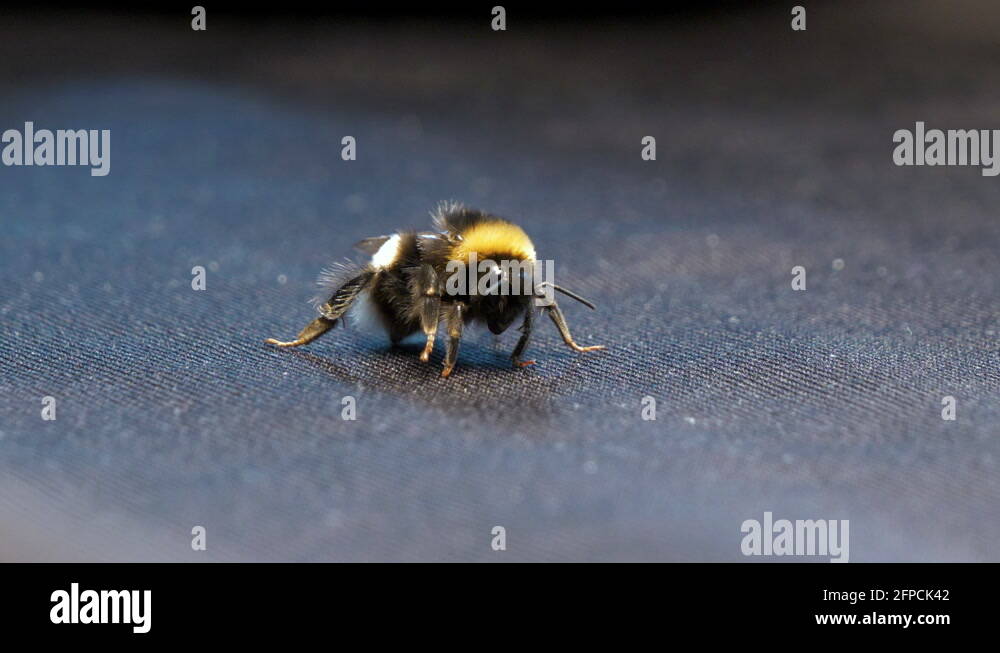Bee texture Stock Videos & Footage - HD and 4K Video Clips - Alamy