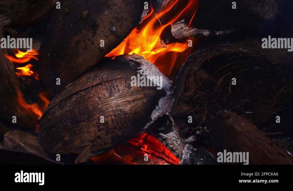 Plant coconut husks Stock Videos & Footage - HD and 4K Video Clips - Alamy
