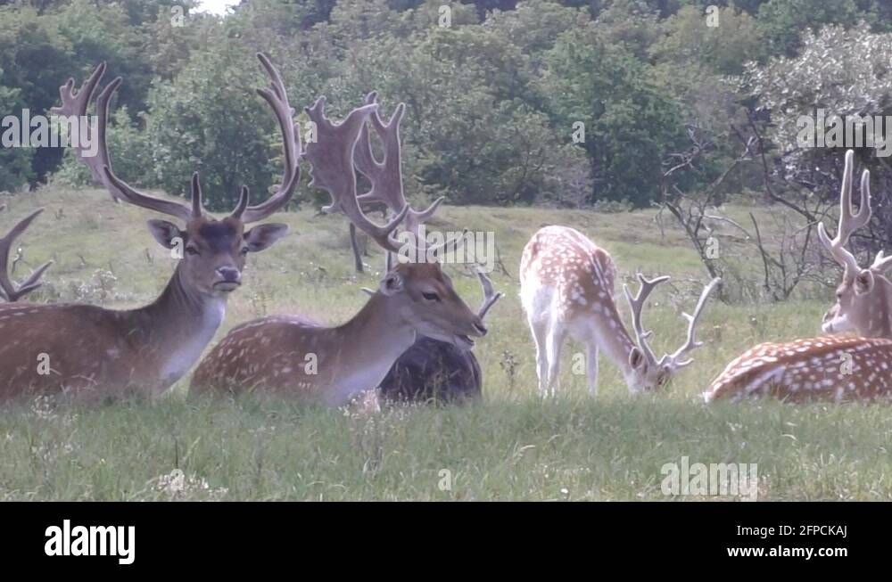 Animals flee Stock Videos & Footage - HD and 4K Video Clips - Alamy