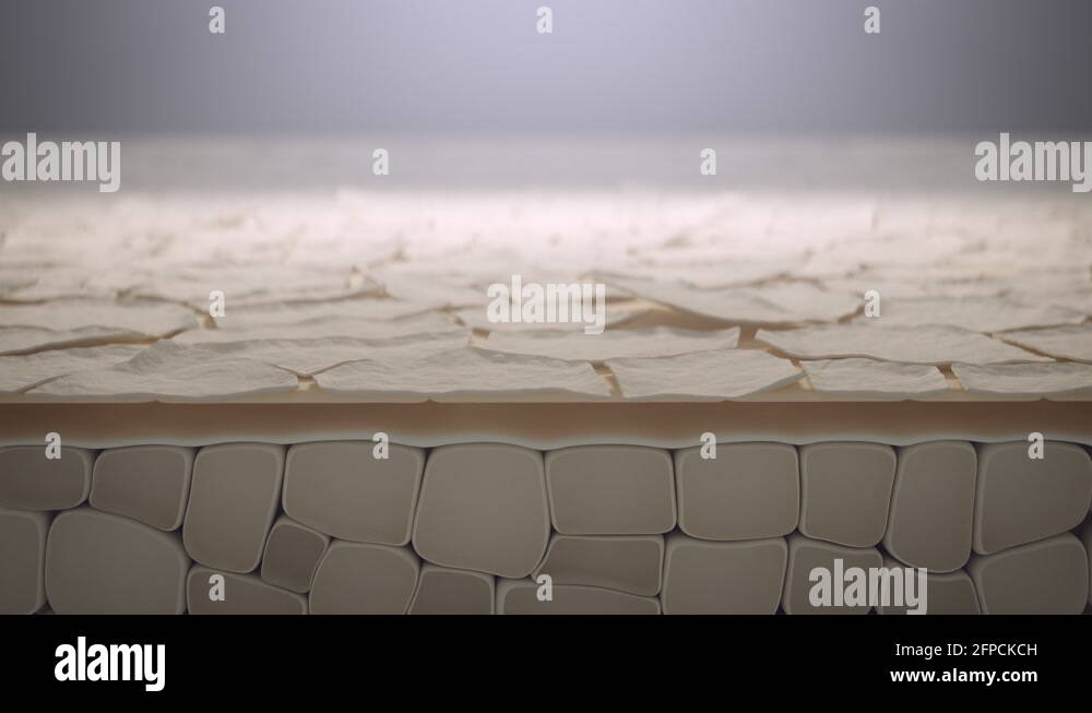 Dead epidermis cells slowly peeling away from the skin surface, macro ...