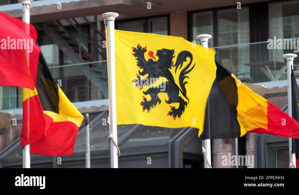Flemish lion Stock Videos & Footage - HD and 4K Video Clips - Alamy