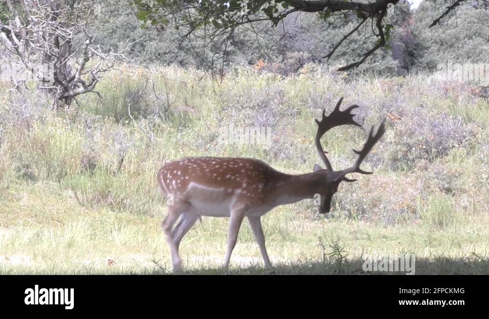 Reindeer legs Stock Videos & Footage - HD and 4K Video Clips - Alamy