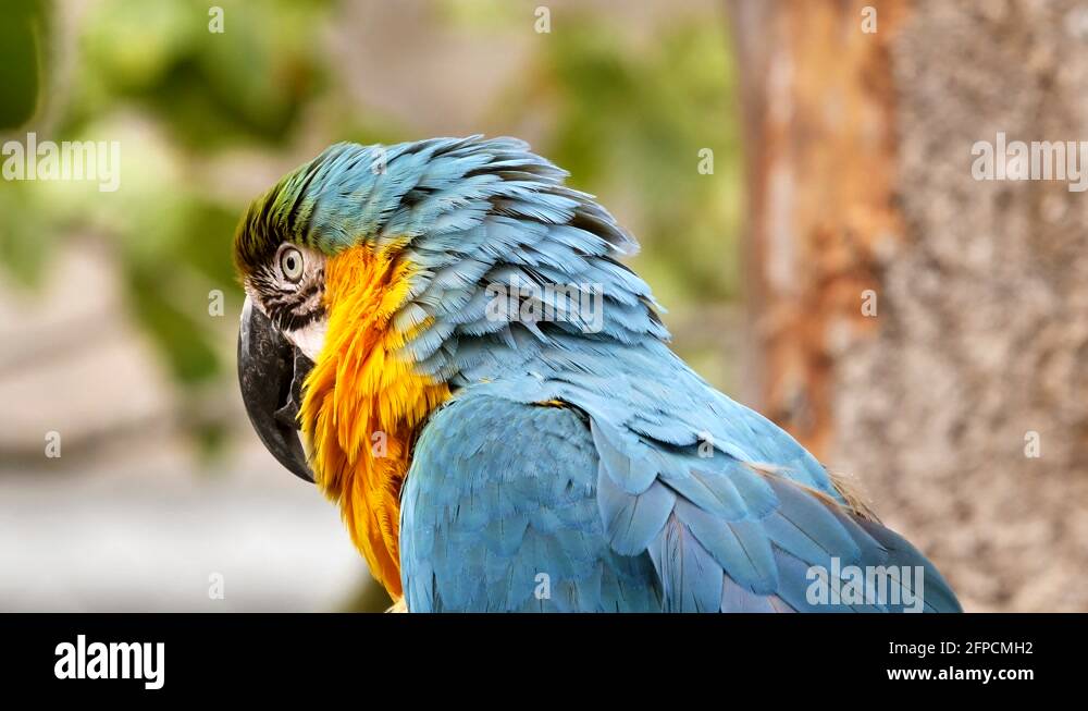 Parrots model Stock Videos & Footage - HD and 4K Video Clips - Alamy