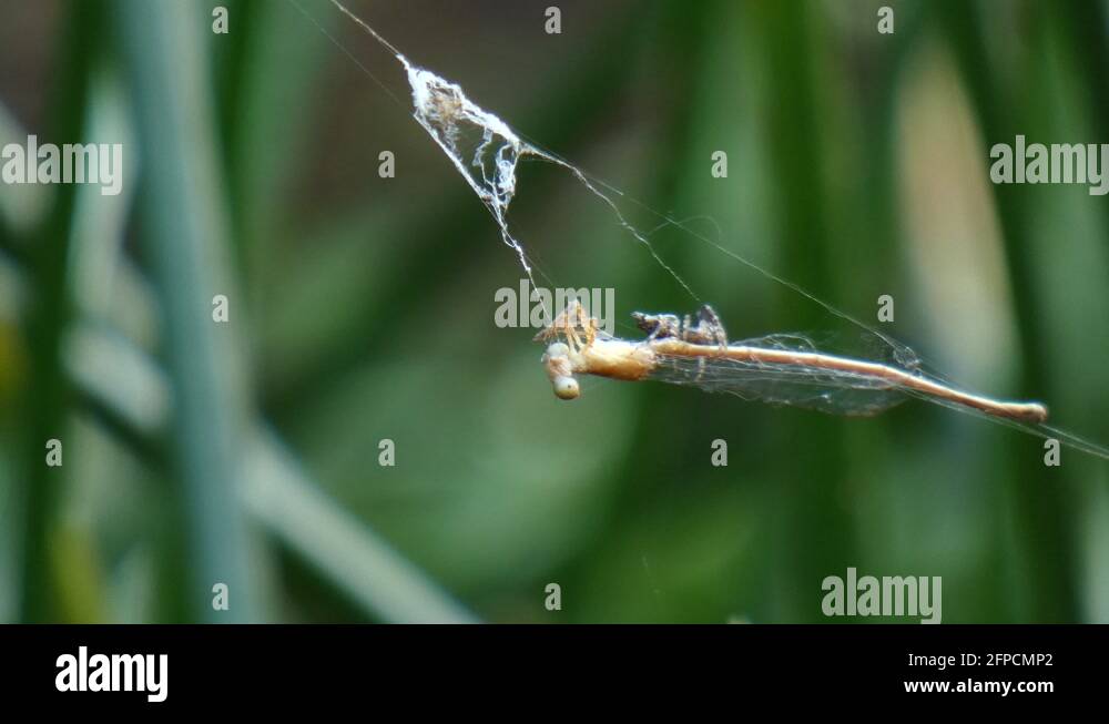 Spider hunt Stock Videos & Footage - HD and 4K Video Clips - Alamy