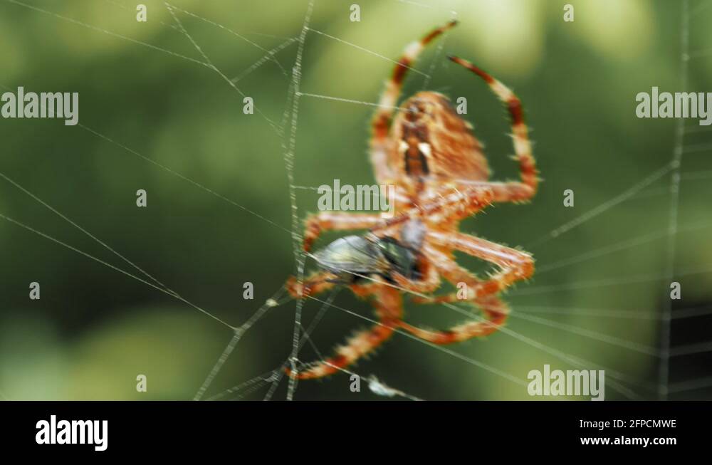 Spider with prey spider with fly Stock Videos & Footage - HD and 4K ...