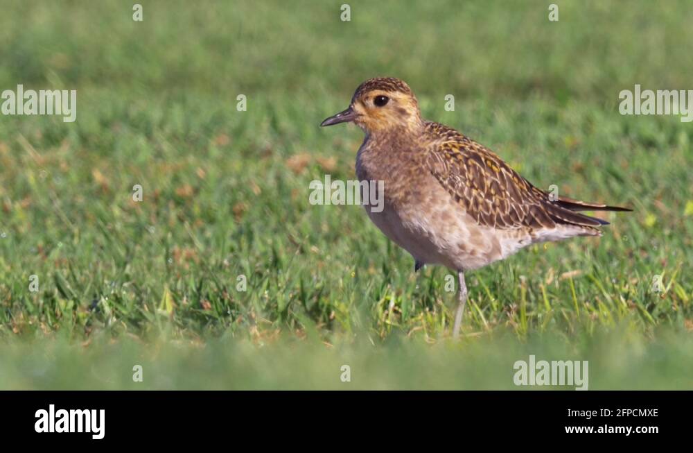 Seasonal plumage Stock Videos & Footage - HD and 4K Video Clips - Alamy