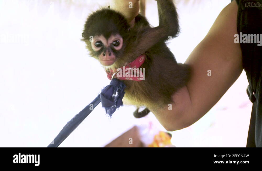 Trapped monkey Stock Videos & Footage - HD and 4K Video Clips - Alamy