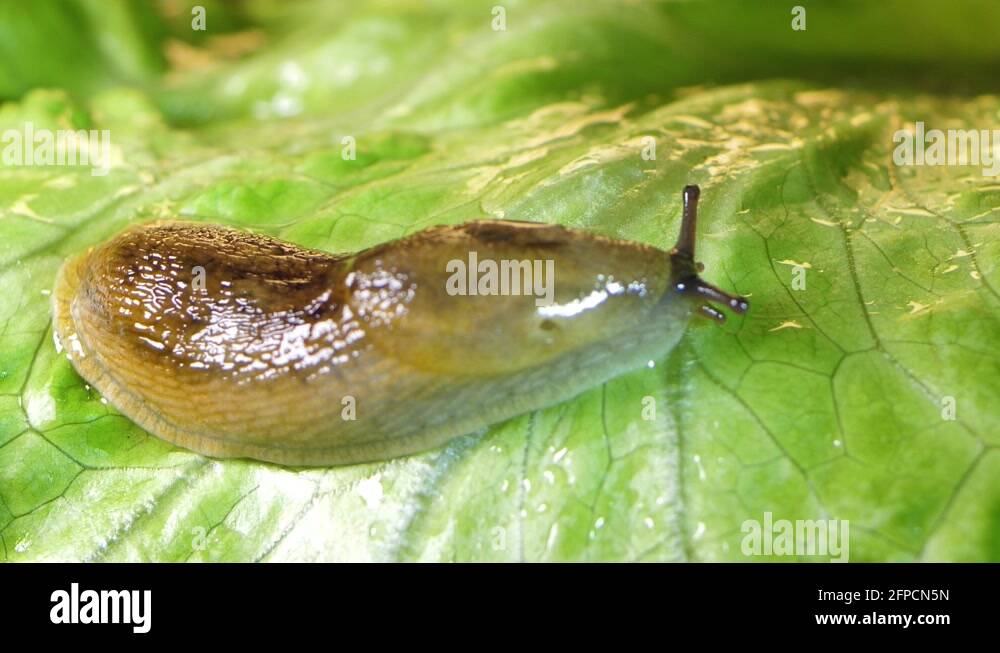 Invasive slug species Stock Videos & Footage - HD and 4K Video Clips ...