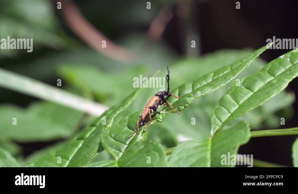 Sleeping bug Stock Videos & Footage - HD and 4K Video Clips - Alamy