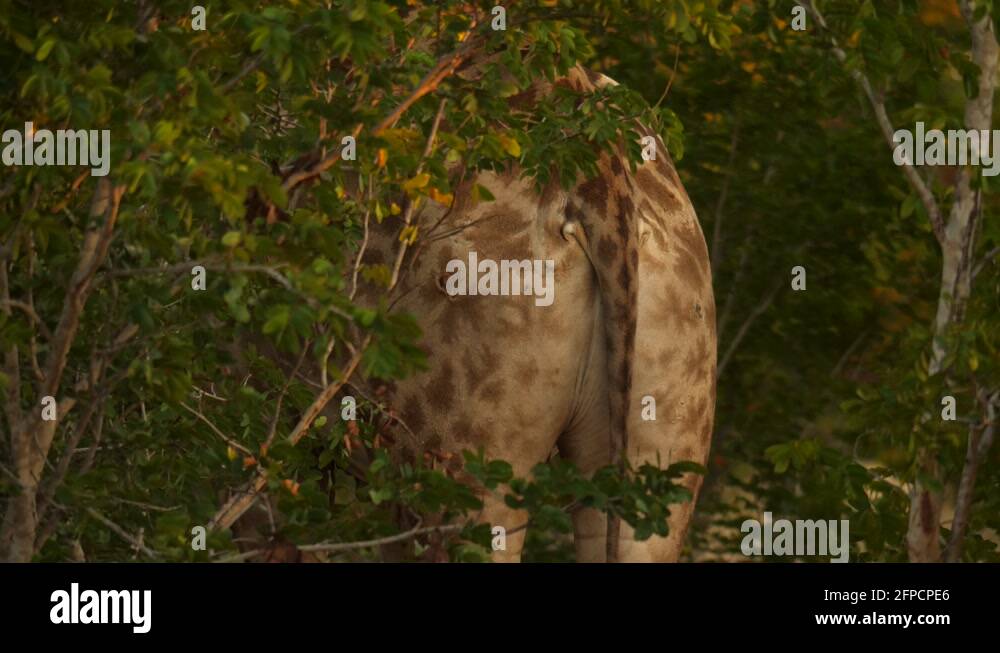 Tail behind body Stock Videos & Footage - HD and 4K Video Clips - Alamy