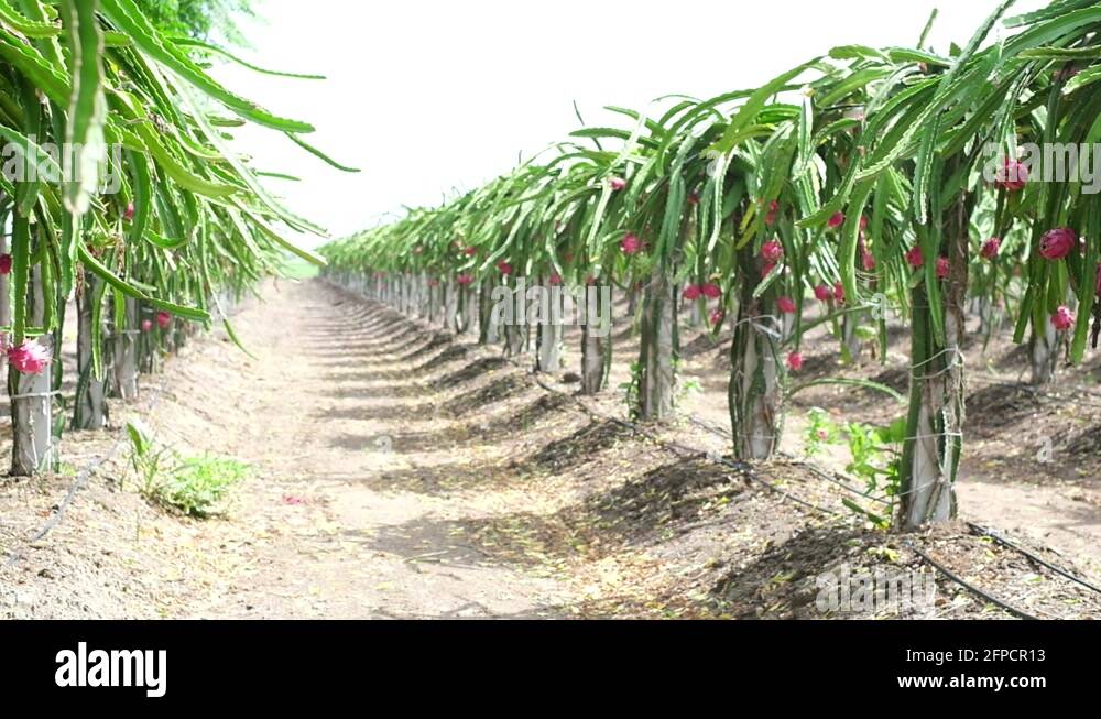 Pitaya tree Stock Videos & Footage - HD and 4K Video Clips - Alamy