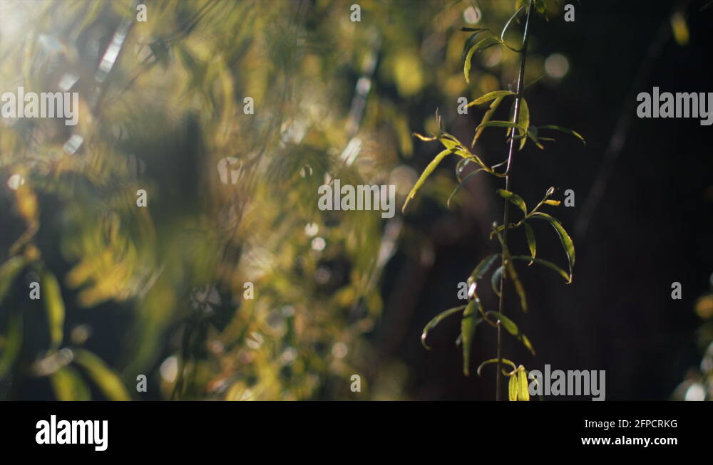 Willow farming Stock Videos & Footage - HD and 4K Video Clips - Alamy
