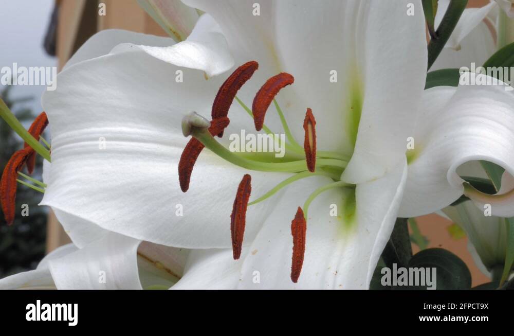 Lily royal Stock Videos & Footage - HD and 4K Video Clips - Alamy