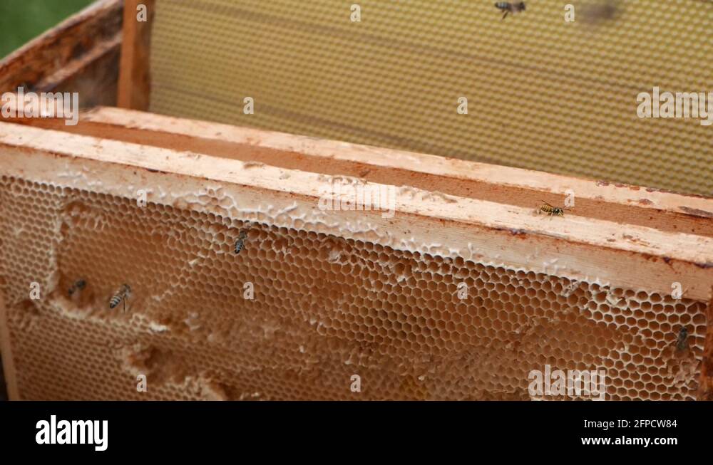 Wax cells Stock Videos & Footage - HD and 4K Video Clips - Alamy