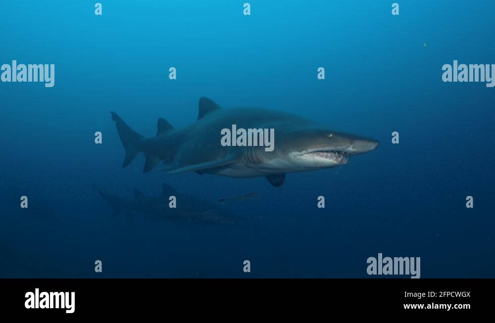 Shark in the deep Stock Videos & Footage - HD and 4K Video Clips - Alamy