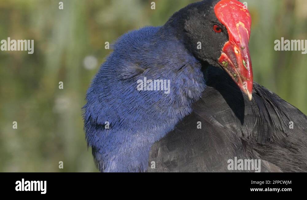 Rallidae australia Stock Videos & Footage - HD and 4K Video Clips - Alamy