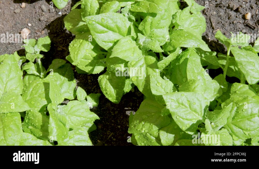 Green fresh water spinach Stock Videos & Footage - HD and 4K Video ...