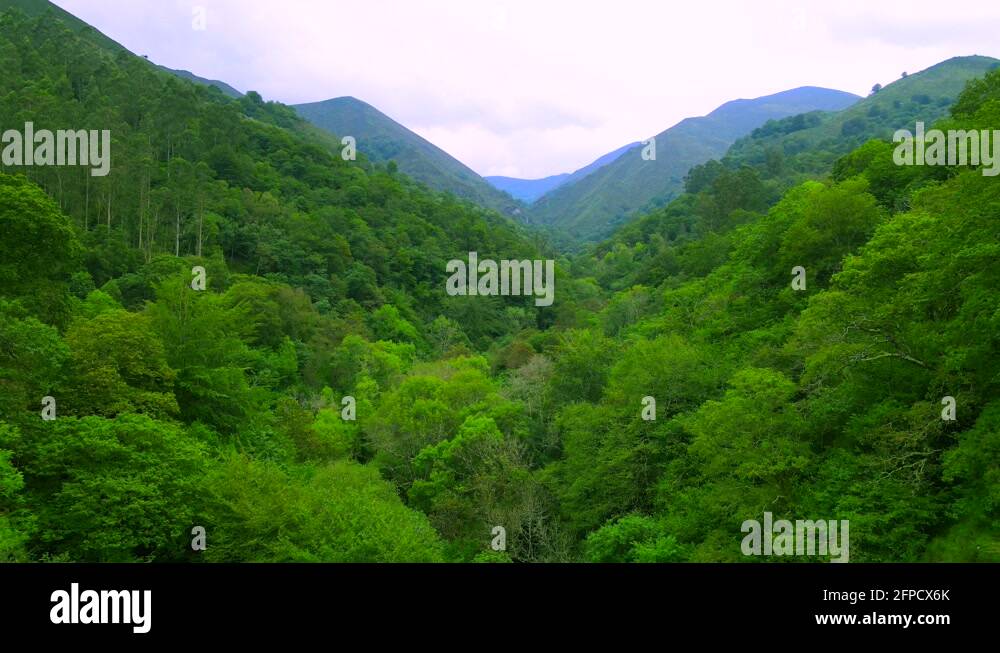 Temperate forest canopy Stock Videos & Footage - HD and 4K Video Clips ...
