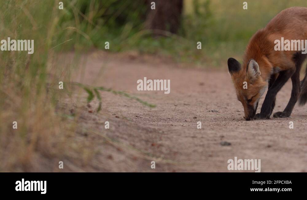 Red fox digging Stock Videos & Footage - HD and 4K Video Clips - Alamy