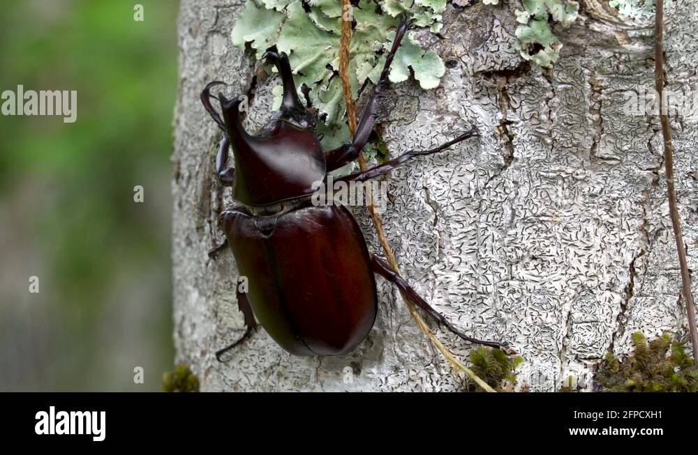 Male hercules beetle Stock Videos & Footage - HD and 4K Video Clips - Alamy