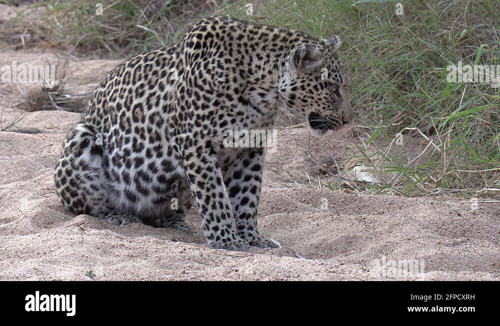 Bile Stock Videos & Footage - HD and 4K Video Clips - Alamy