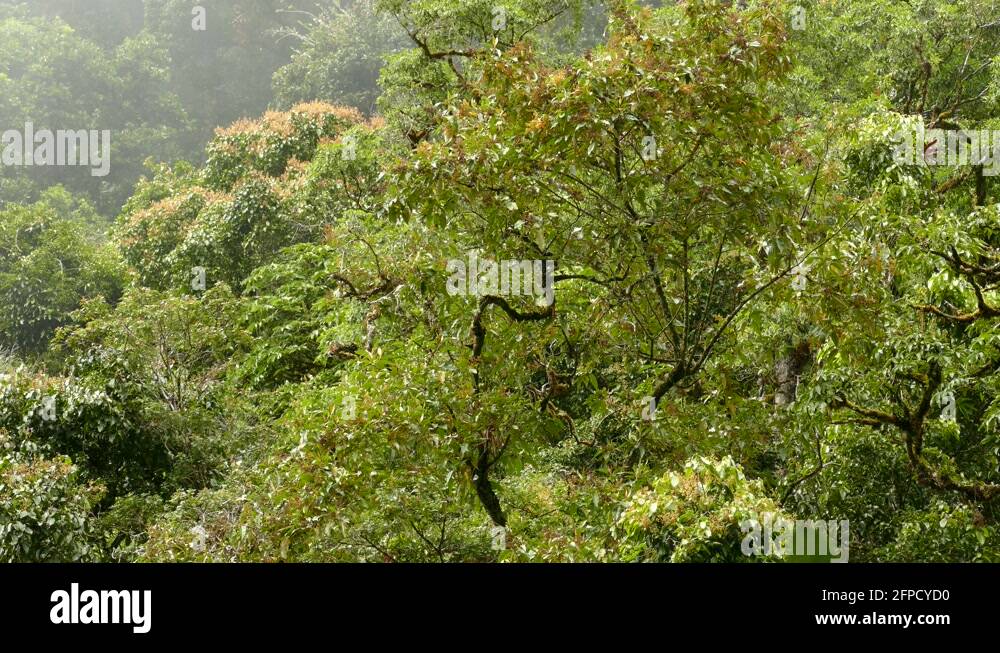 Curvy tree trunk with leaves Stock Videos & Footage - HD and 4K Video ...