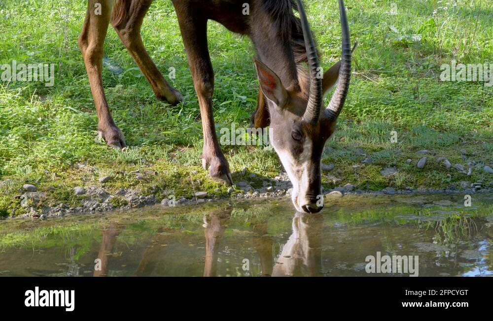 Antelope drinking water Stock Videos & Footage - HD and 4K Video Clips ...