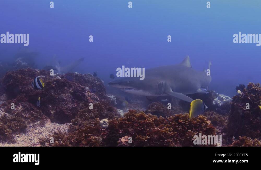 Breathtaking underwater deep sea water scene and encounter past coral ...