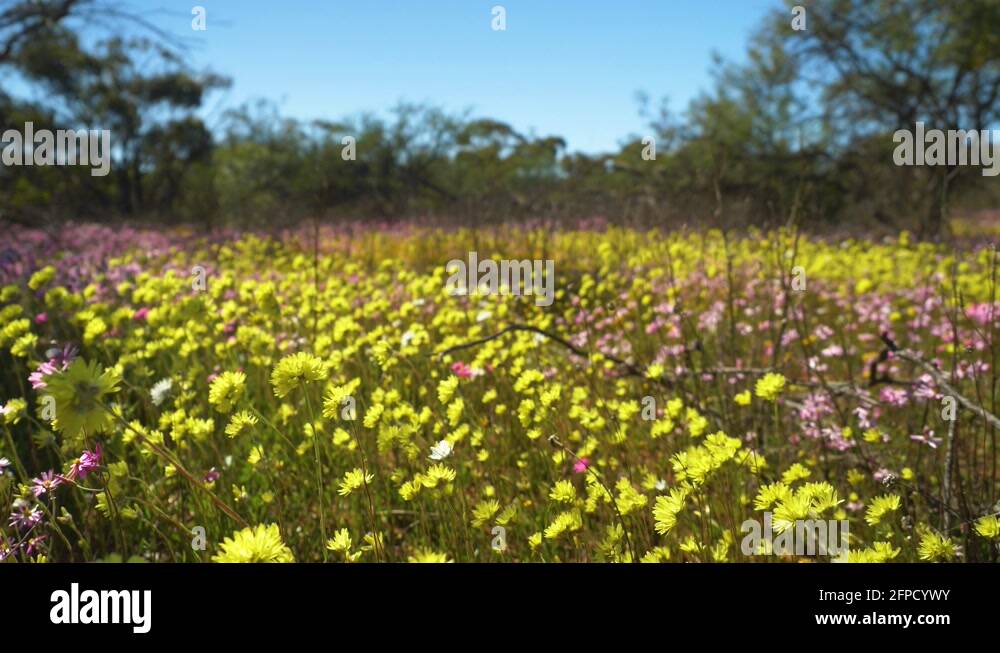 Australian native wildflowers Stock Videos & Footage - HD and 4K Video ...