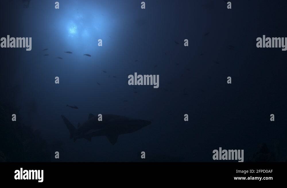 Carcharias taurus surface Stock Videos & Footage - HD and 4K Video ...