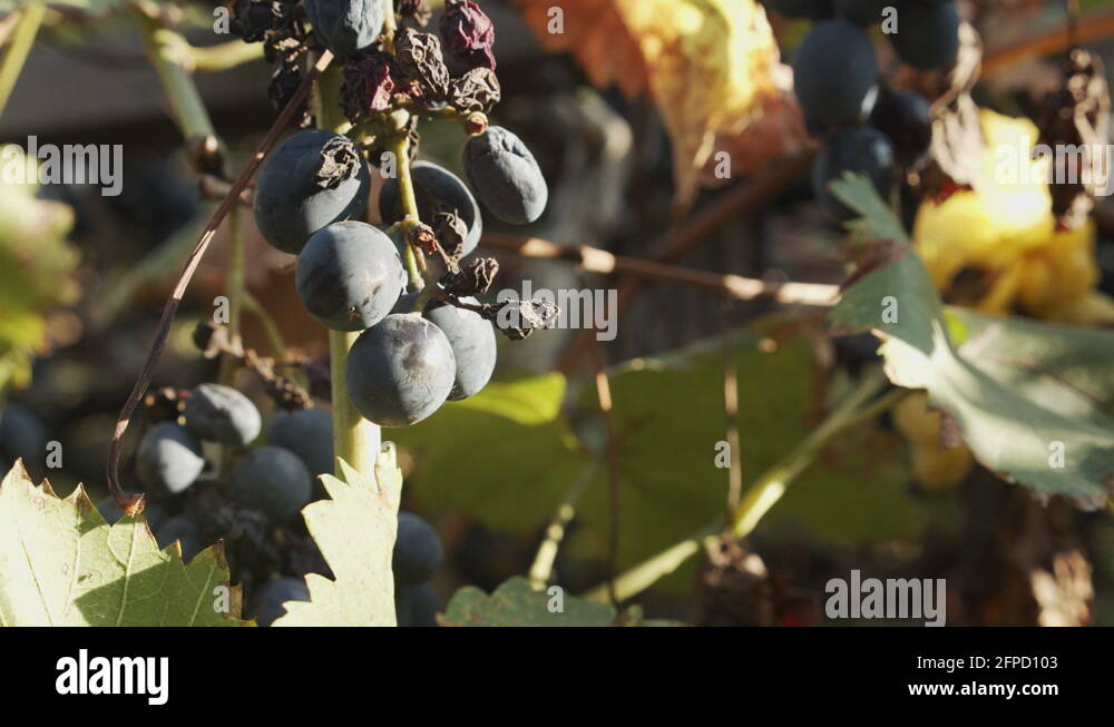 Grapes vitis species Stock Videos & Footage - HD and 4K Video Clips - Alamy