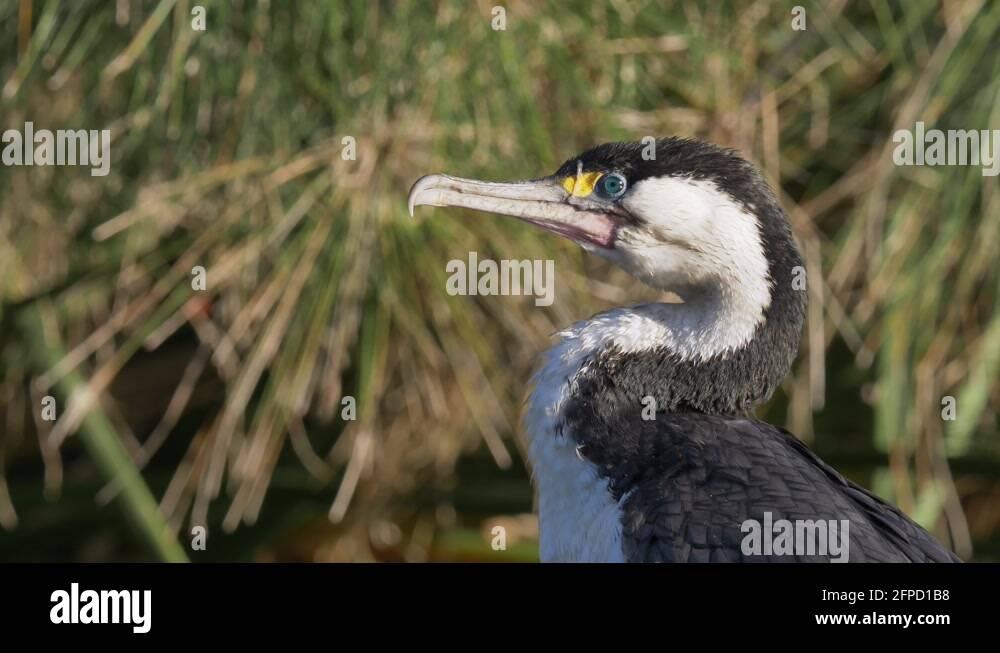 Shag bird australia Stock Videos & Footage - HD and 4K Video Clips - Alamy
