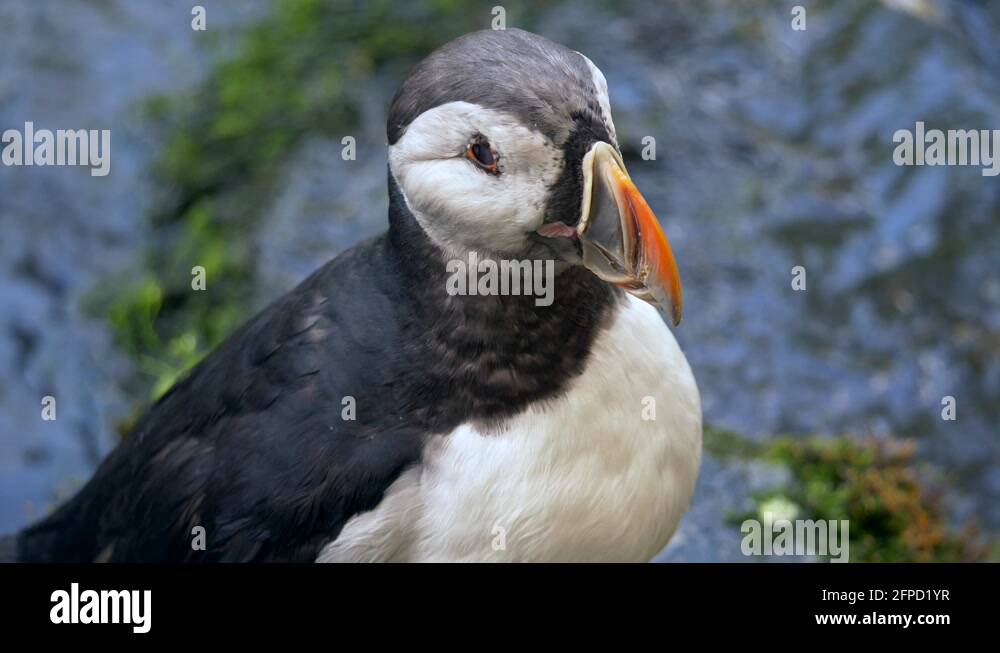 Beautiful puffin Stock Videos & Footage - HD and 4K Video Clips - Alamy