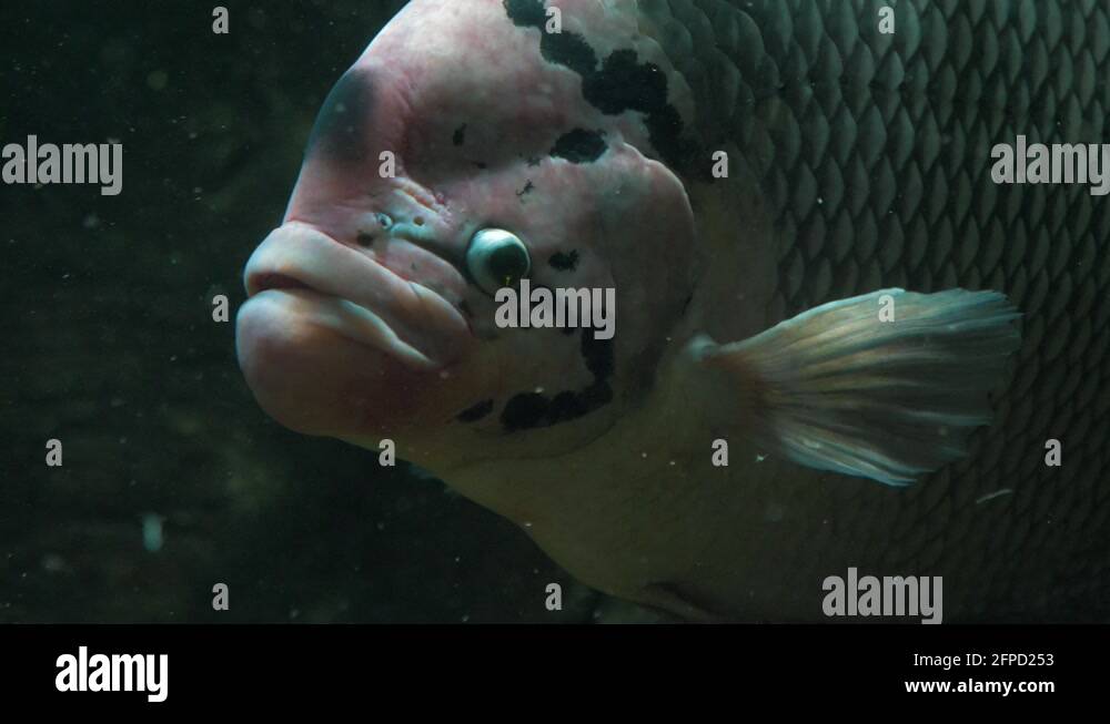 Giant gourami fish Stock Videos & Footage - HD and 4K Video Clips - Alamy