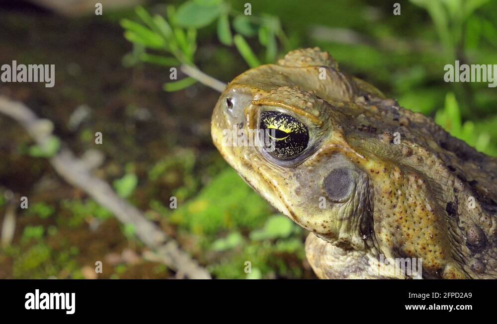 Cane toad invasion Stock Videos & Footage - HD and 4K Video Clips - Alamy
