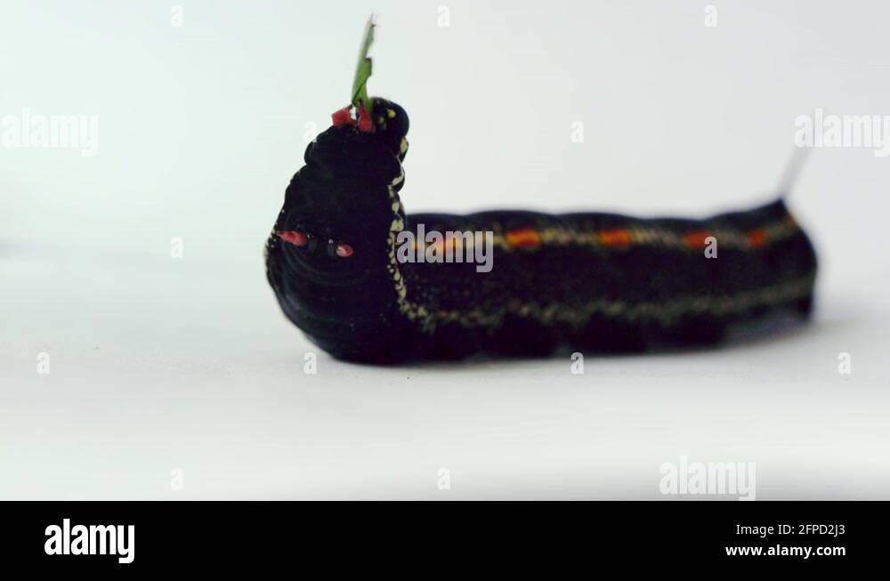 Spiracles insect Stock Videos & Footage - HD and 4K Video Clips - Alamy