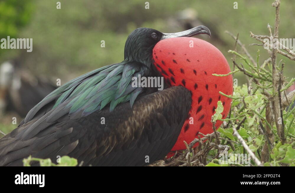 Gular sac Stock Videos & Footage - HD and 4K Video Clips - Alamy