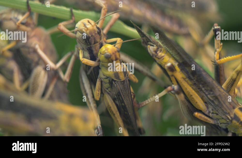 Grasshopper pair mating Stock Videos & Footage - HD and 4K Video Clips ...
