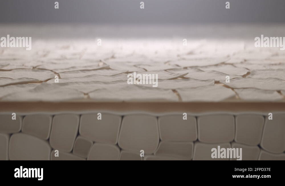 Dead epidermis cells on a dry surface of the skin, macro 3d animation ...