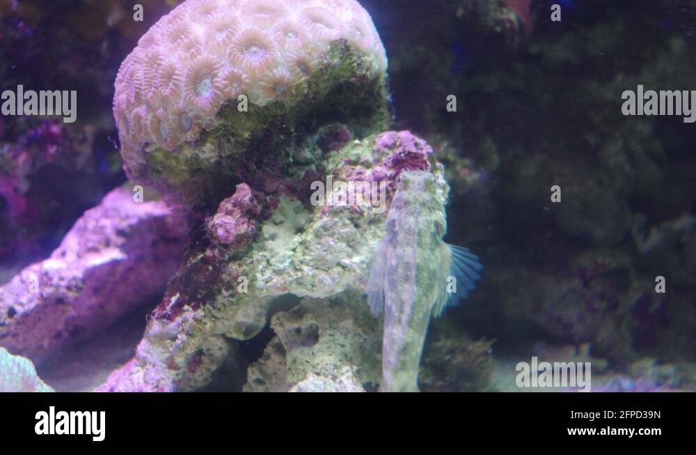 Lawnmower Blenny Fish ( Salarias Fasciatus) Eating The Coral Reef In ...