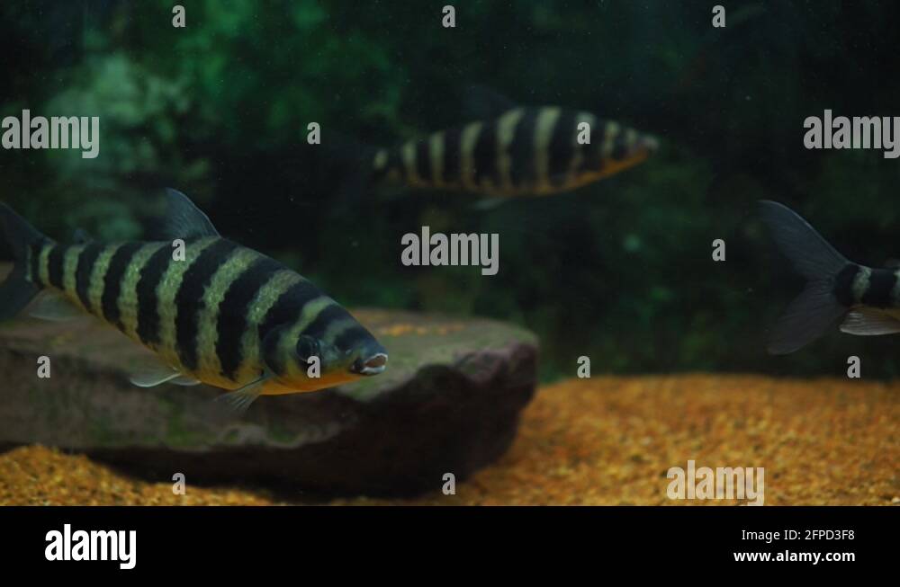 Eight fish Stock Videos & Footage - HD and 4K Video Clips - Alamy