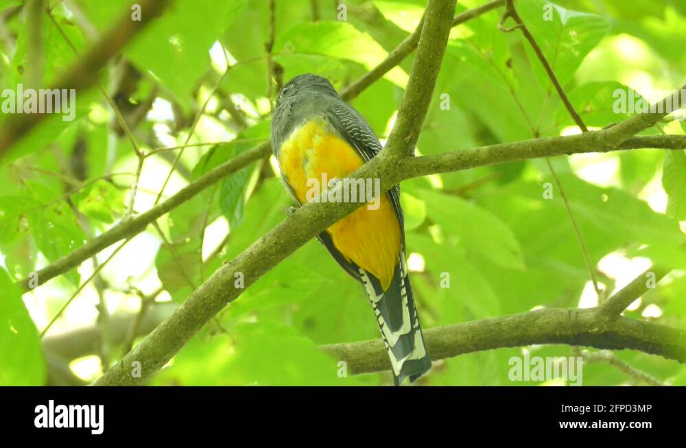 Large yellow bird Stock Videos & Footage - HD and 4K Video Clips - Alamy