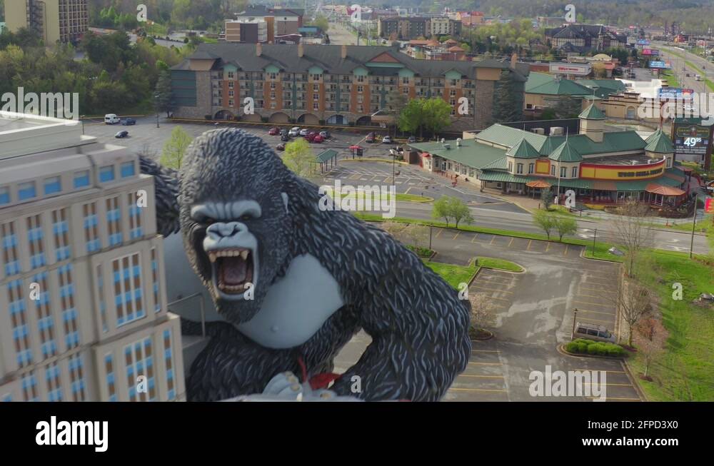 King kong 2 Stock Videos & Footage - HD and 4K Video Clips - Alamy