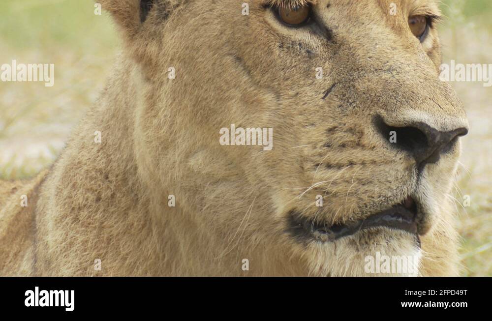 Cat making face Stock Videos & Footage - HD and 4K Video Clips - Alamy