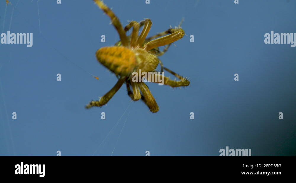 Potato spider Stock Videos & Footage - HD and 4K Video Clips - Alamy